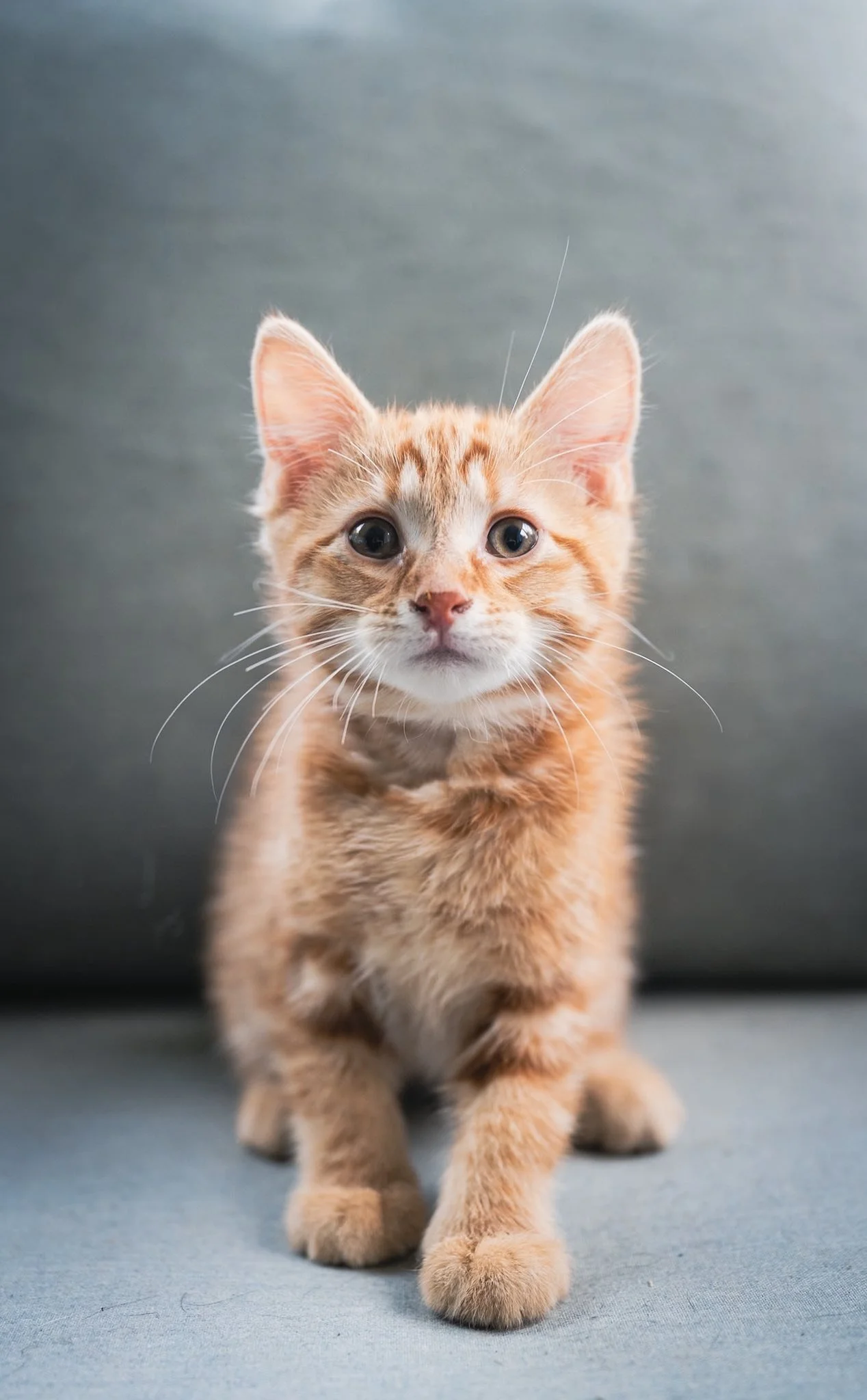 Adoptable Cats in Minnesota | The PURRfect Match | The Rescue Crew ...