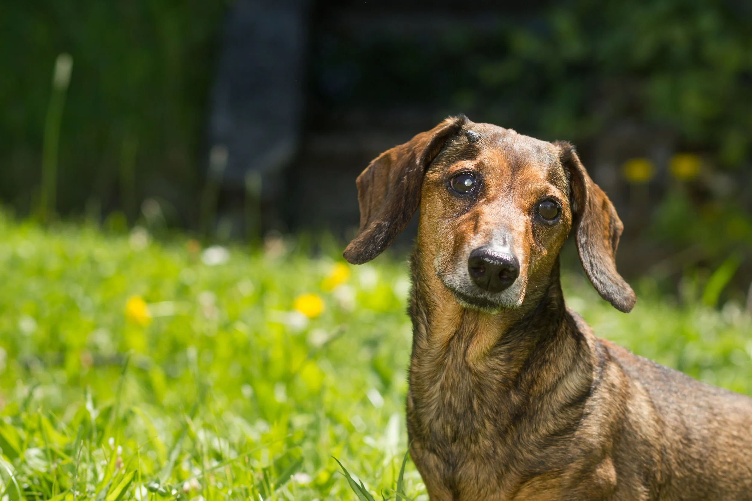 Adoptable Dogs in Minnesota | Find Your New Best Friend | The Rescue ...