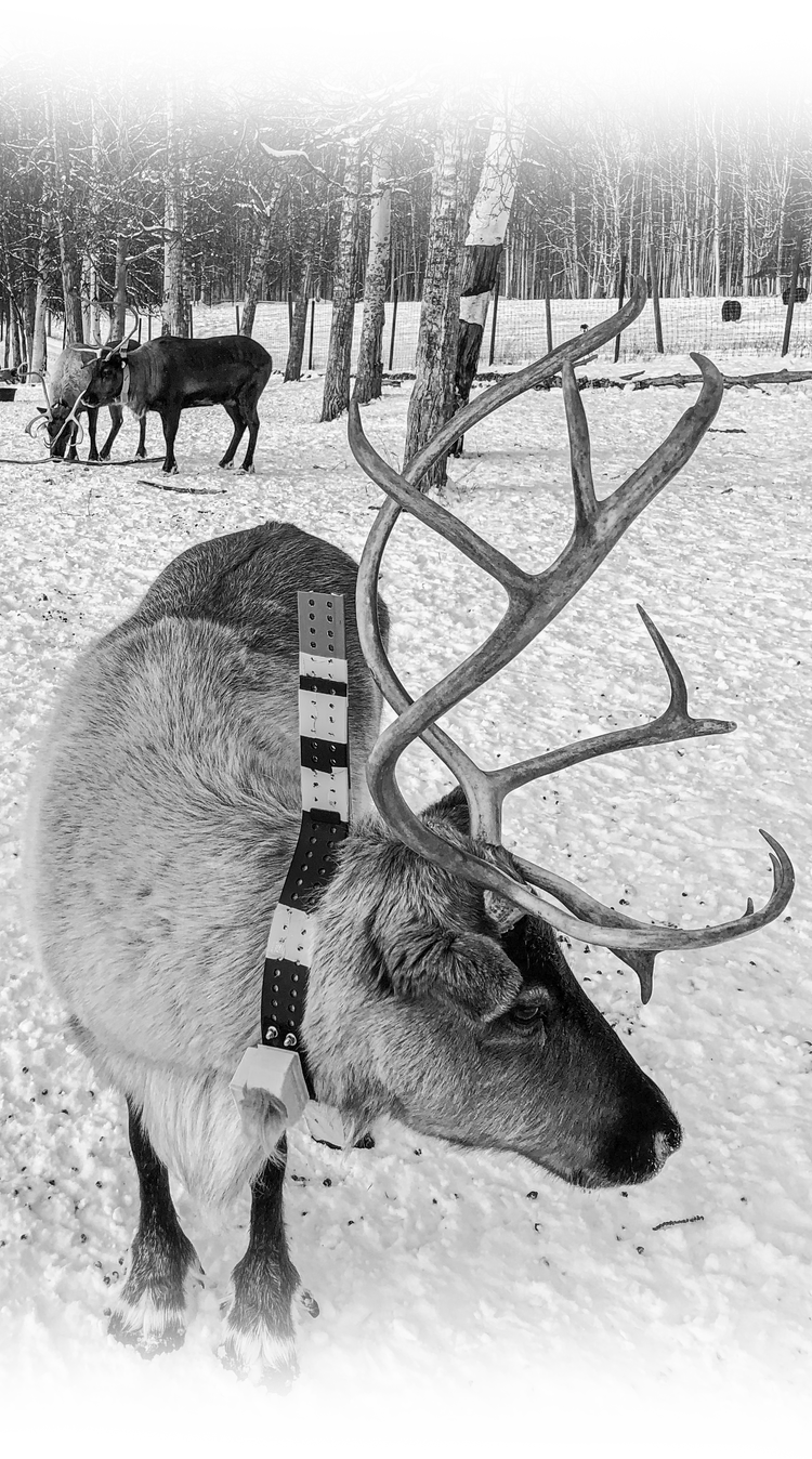 Rangifer Sounds — Caribou Sound Library
