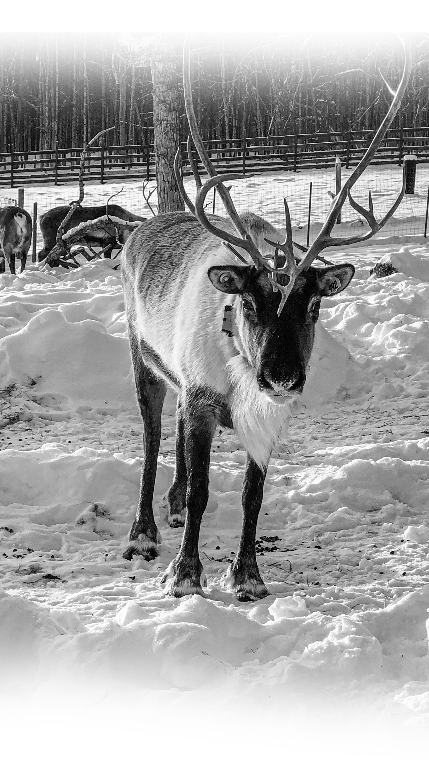Rangifer Sounds — Caribou Sound Library