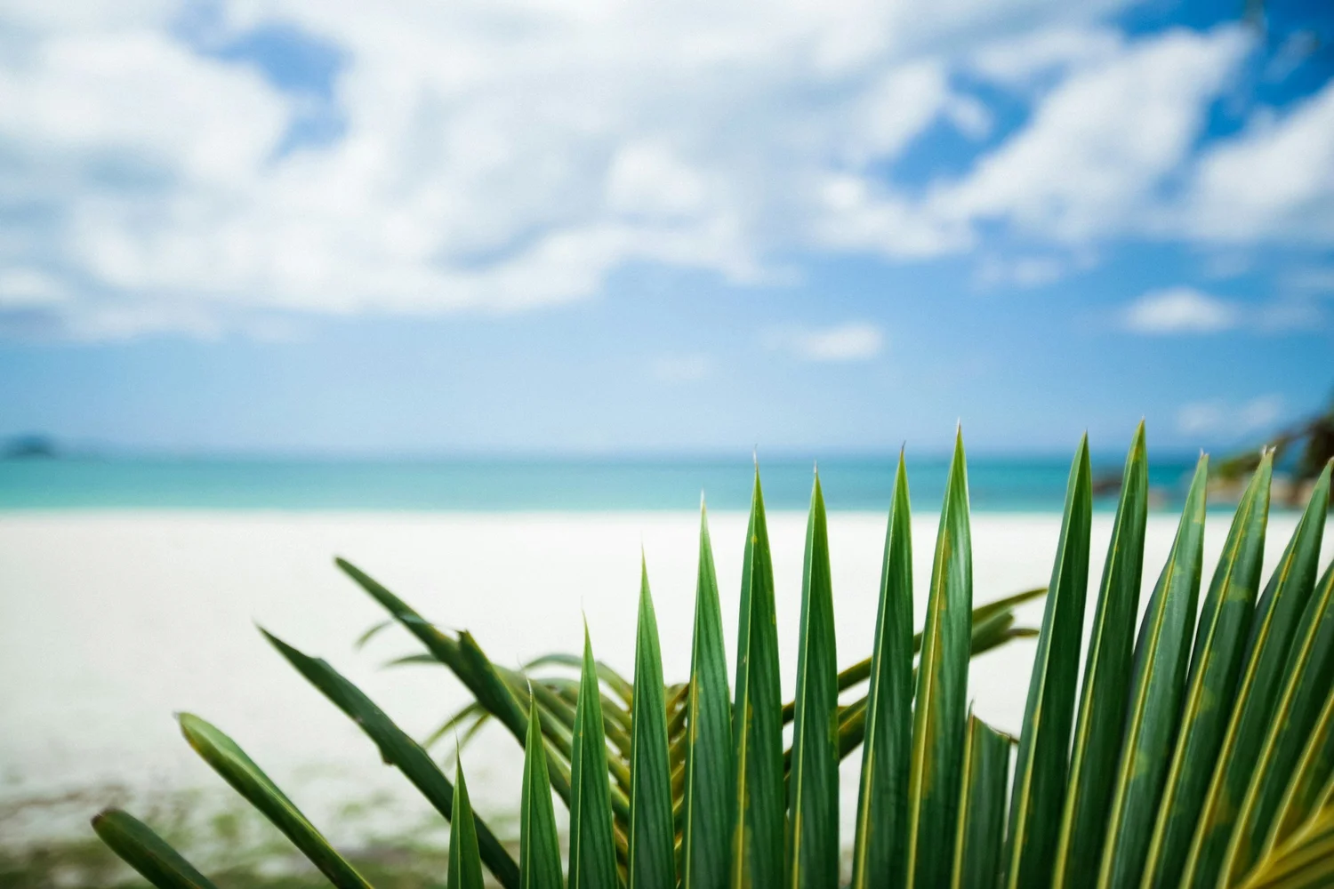 New Providence | Explore and Experience Bahamas Now — Out Island Life ...