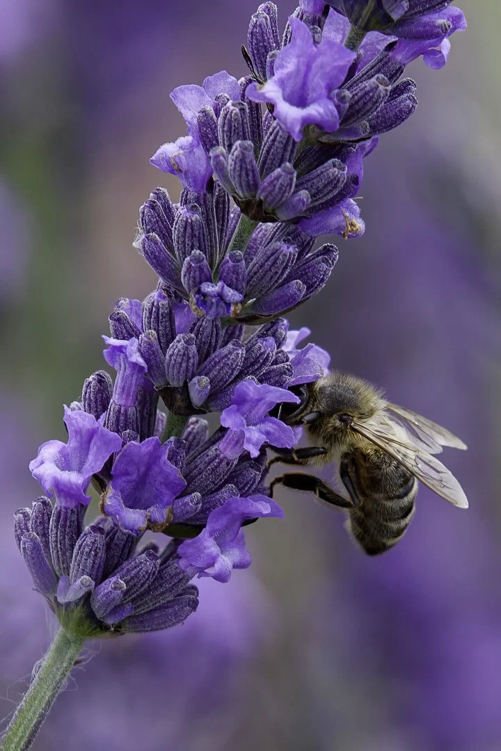 Valensole Lavender Fields & Provence Photography — Joseph B Photography