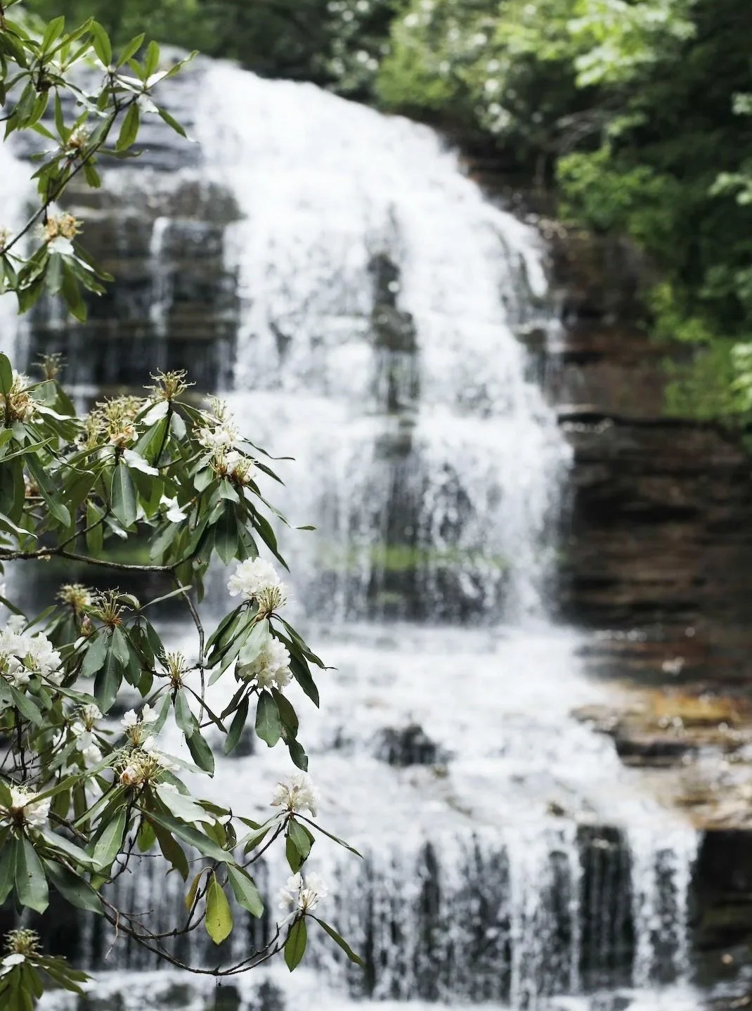 Pearson's Falls & Glen | Explore Natural Beauty
