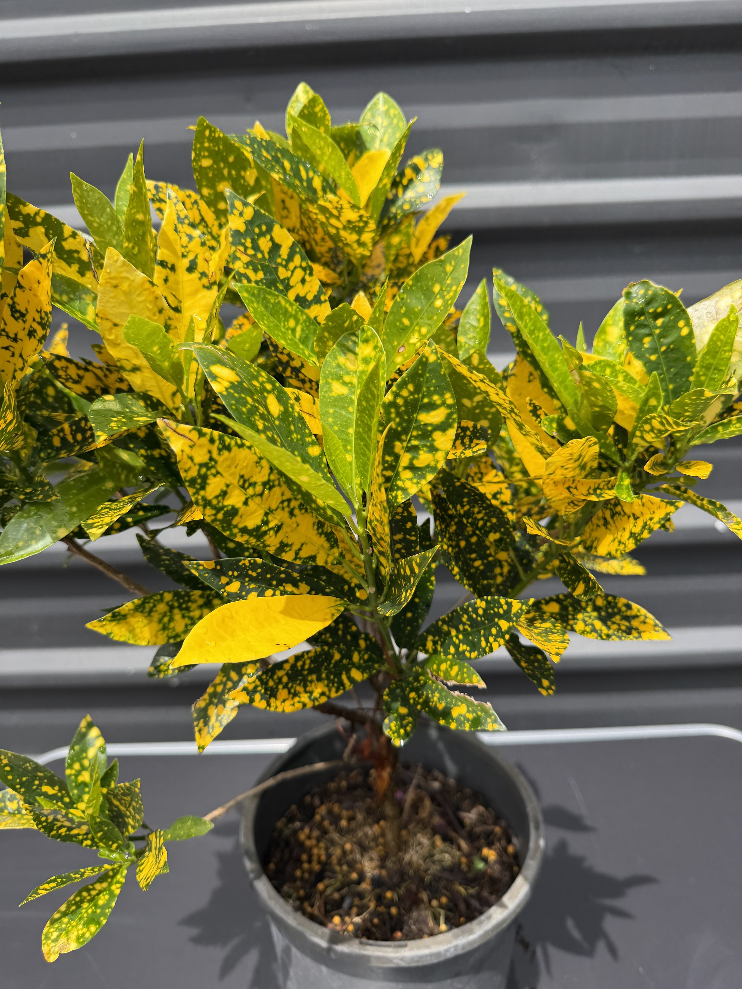 Codiaeum variegatum 'Gold Dust' (Croton) 200mm — The Plant Depot