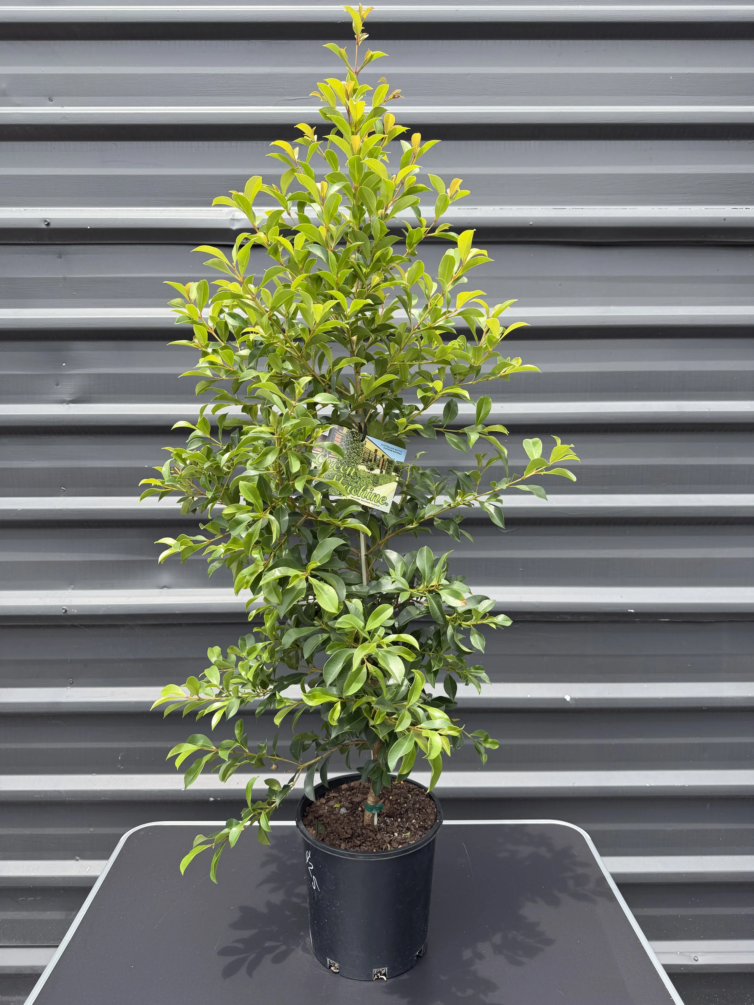 Syzygium ‘Green Machine’ (Lilly Pilly) — The Plant Depot