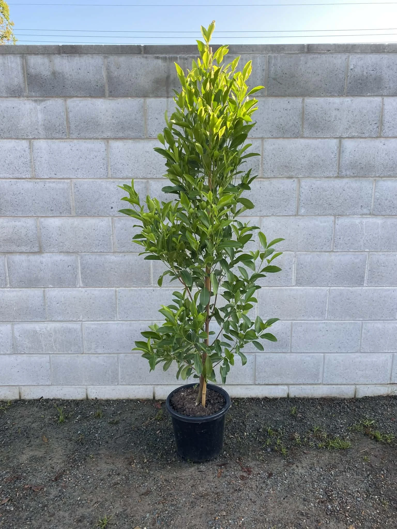 Acronychia imperforata ‘Fraser Island Apple’ — The Plant Depot