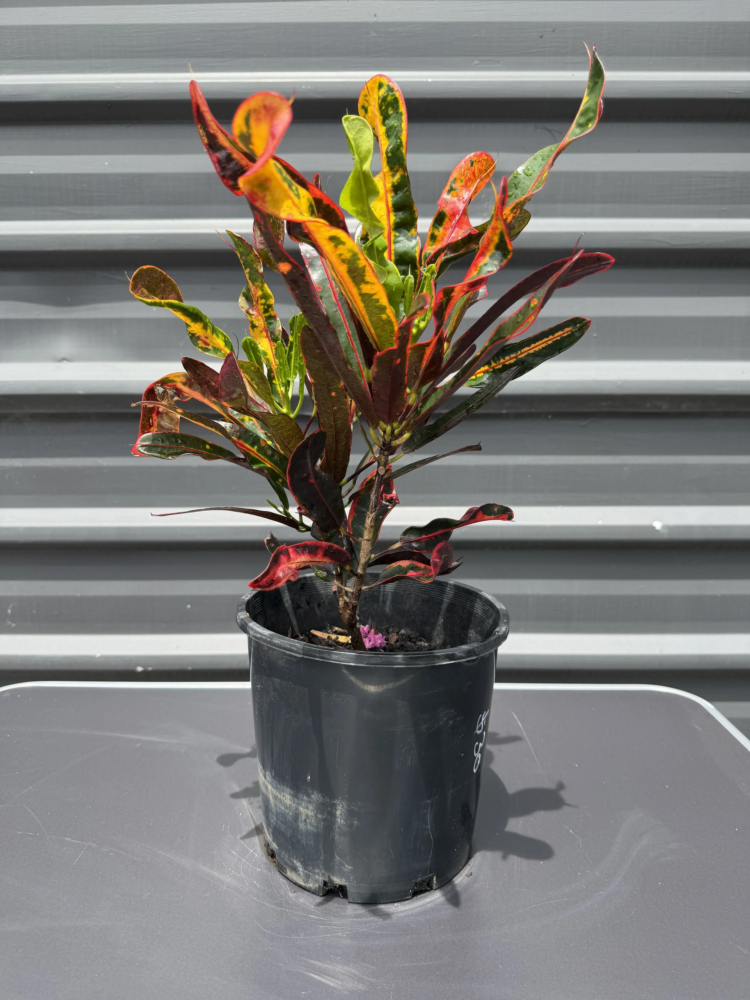 Codiaeum variegatum 'Mammy' (Croton) 200mm — The Plant Depot