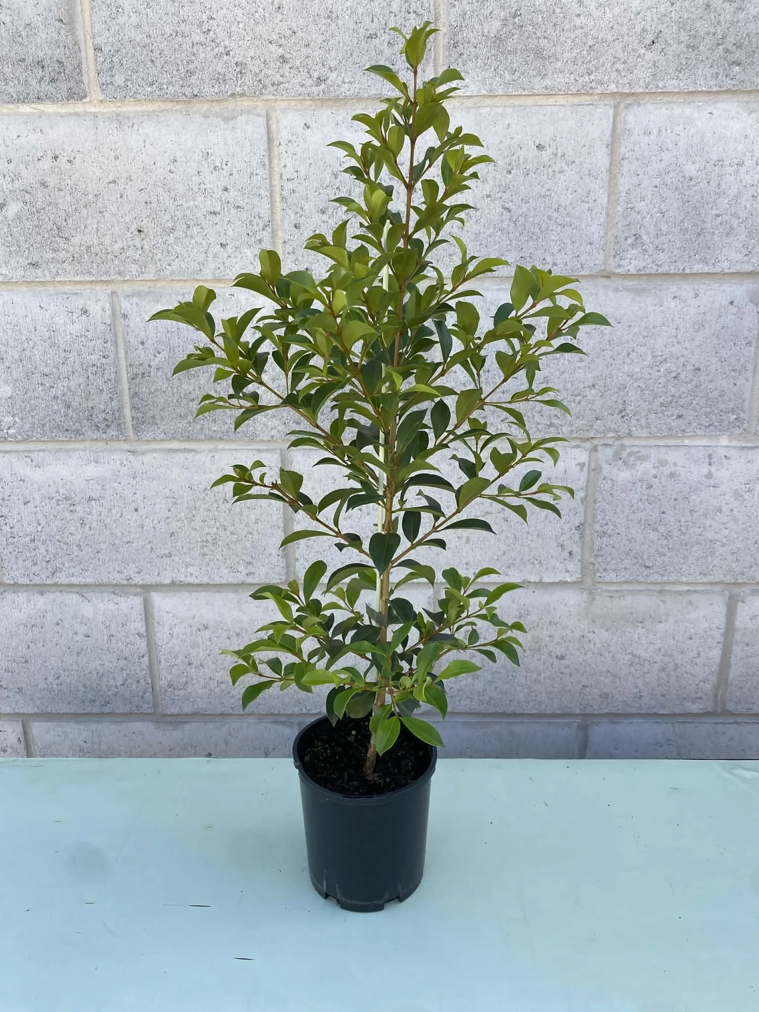 Syzygium ‘Green Machine’ (Lilly Pilly) — The Plant Depot