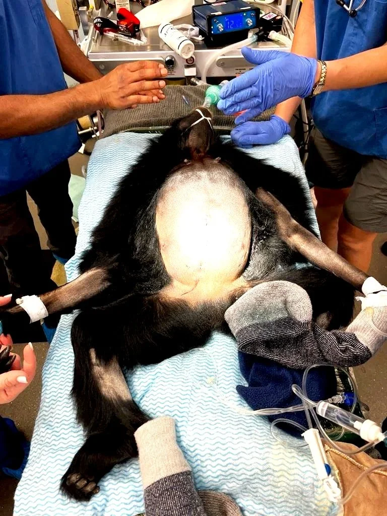 Item - Dr Anna Brownson