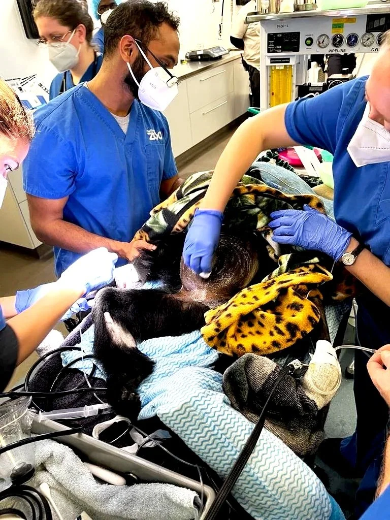 Item - Dr Anna Brownson