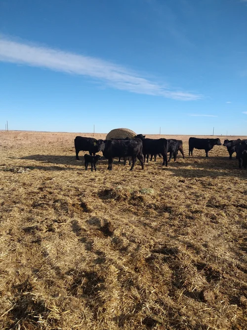Diamond D Land & Cattle | High-Quality Beef | Family-Owned & Operated ...