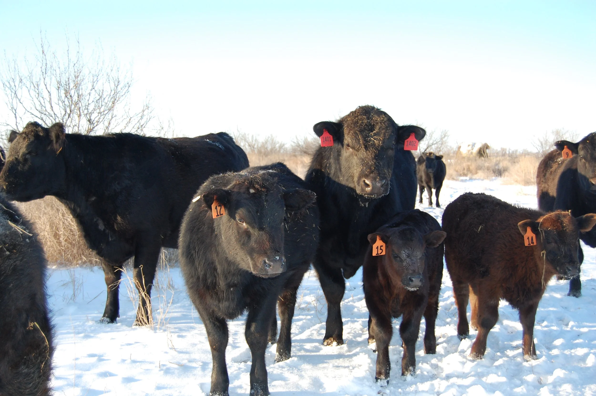 Diamond D Land & Cattle | High-Quality Beef | Family-Owned & Operated ...