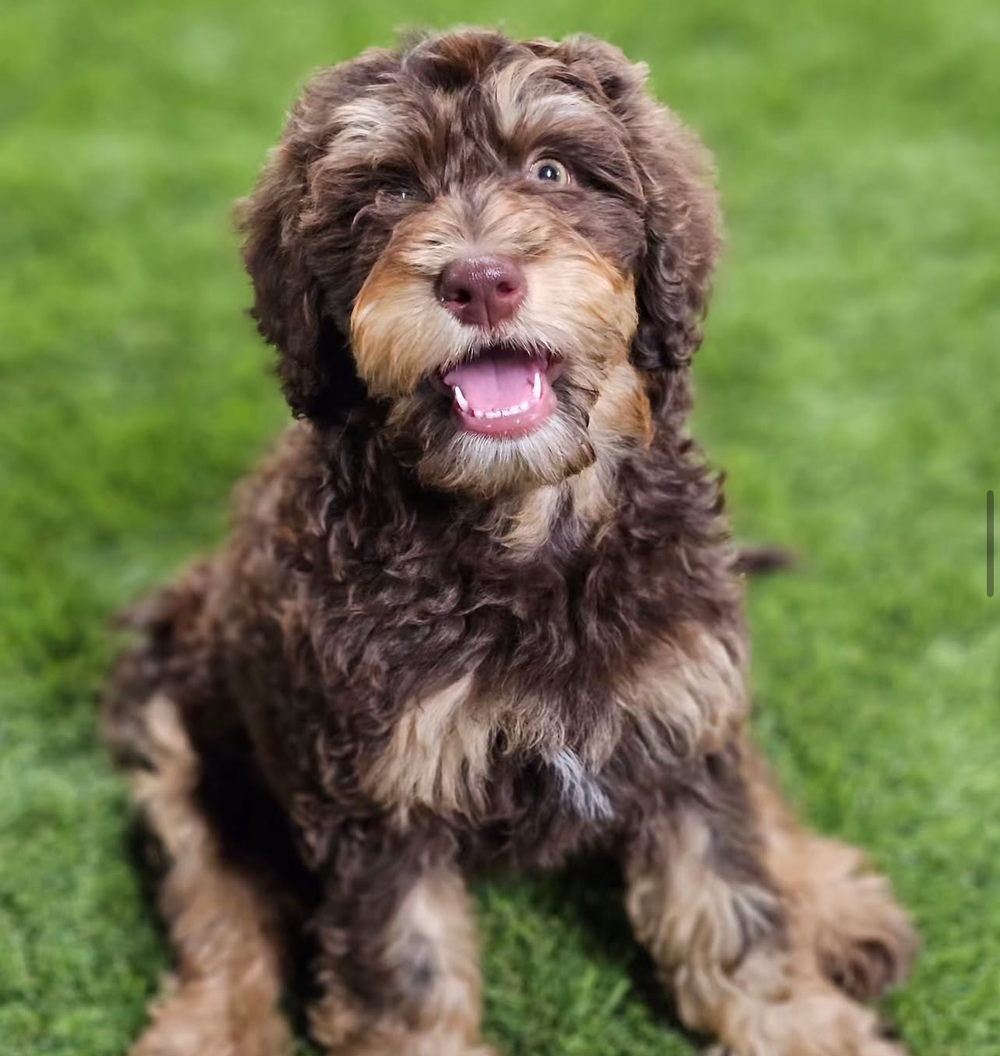 Doodle Dogs | Find Your Perfect Doodle Today