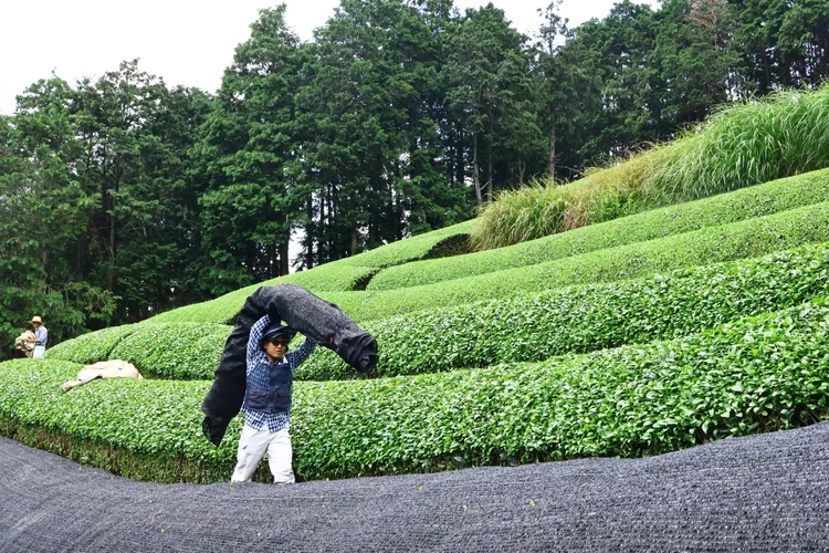 About | Who Are We — MOSS MATCHA