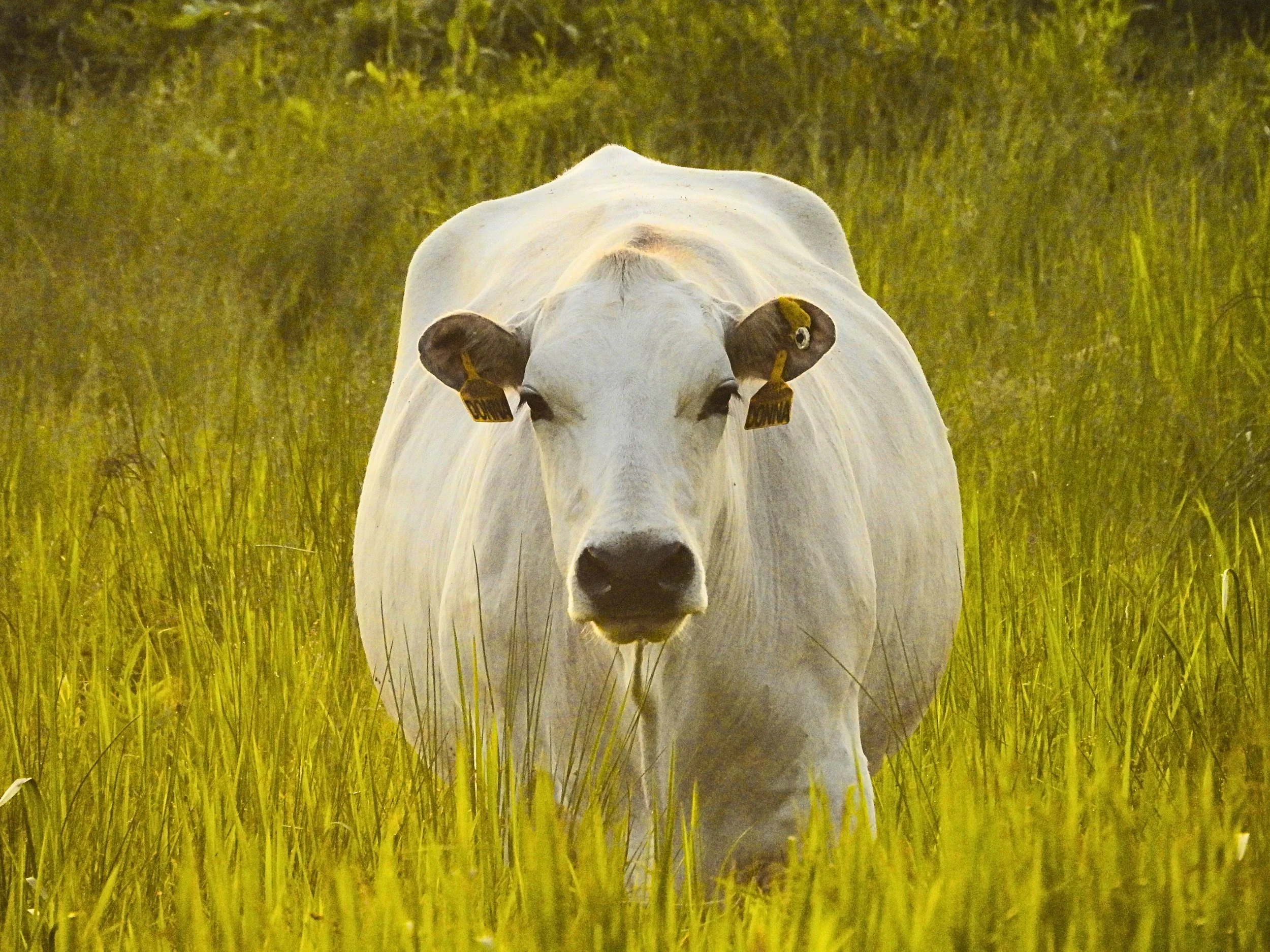 The Buffalo Shoppe