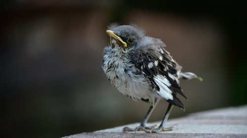 Resources for Encountering Baby Birds — Saint Francis Institute for Animals