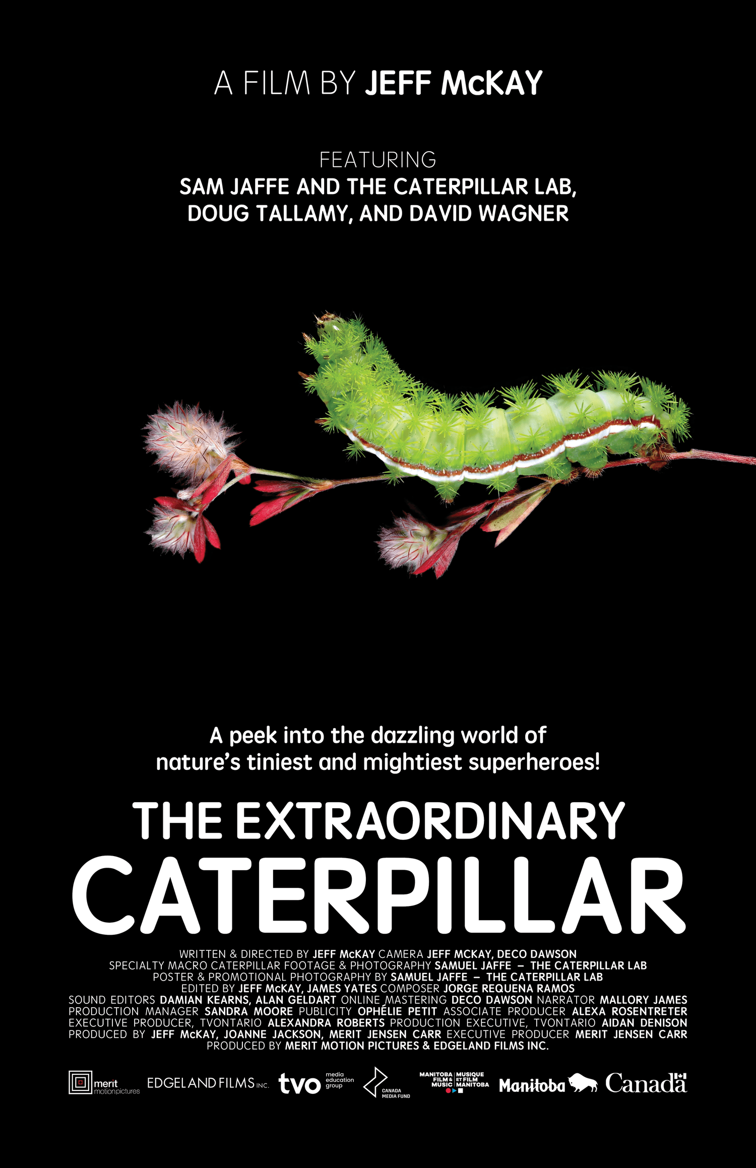 The Film — The Extraordinary Caterpillar
