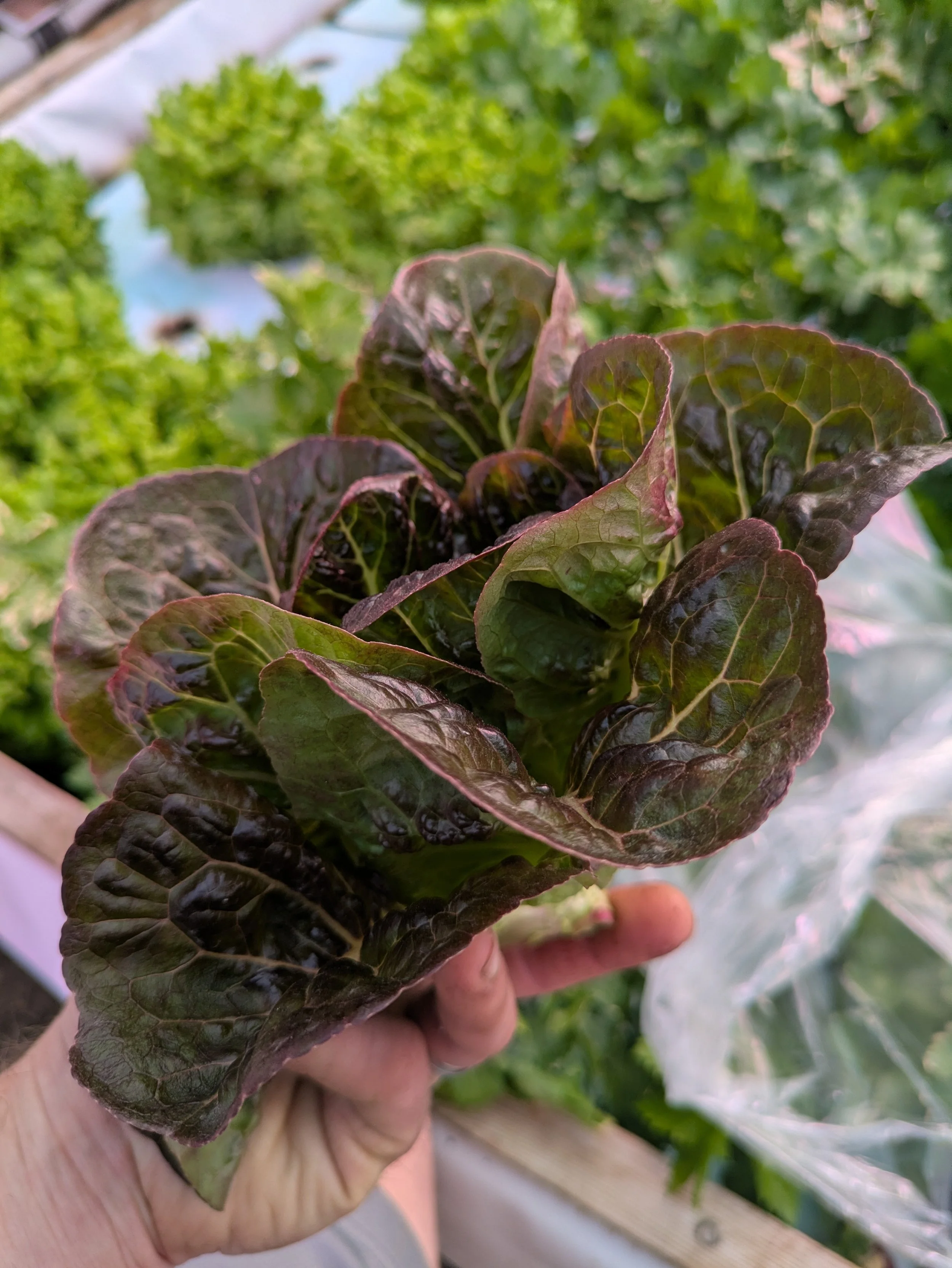 Products | CSA Subscription Boxes | Wholesale — Lone Duck Farm