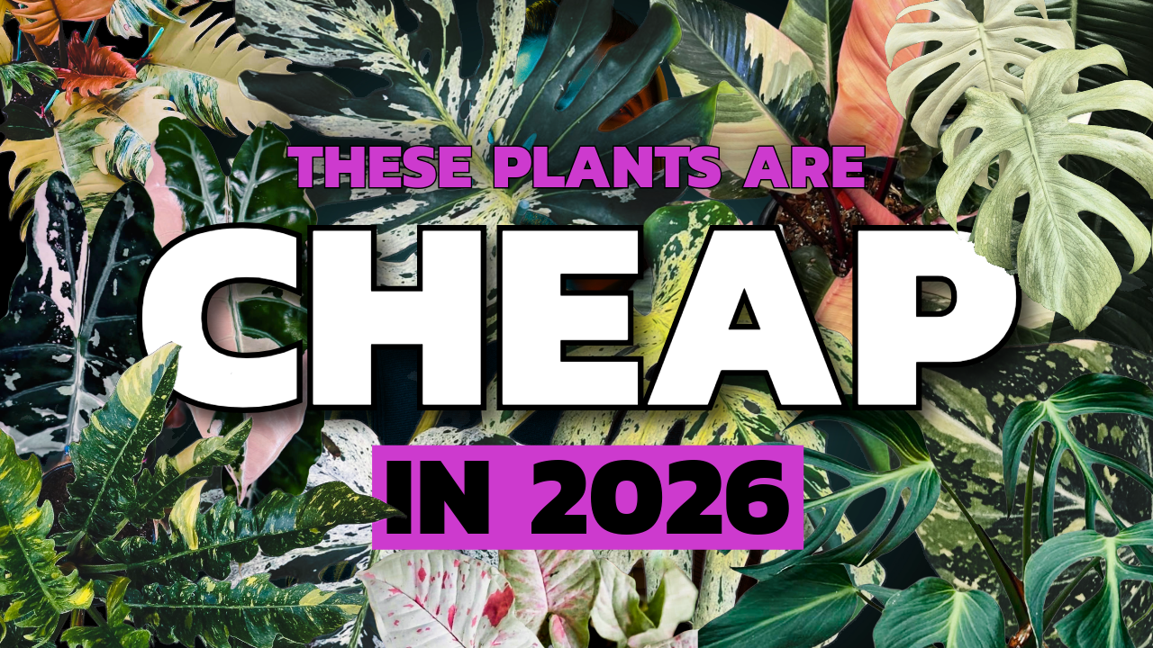 The rare plant crash: what really happened. — KAYLEE ELLEN