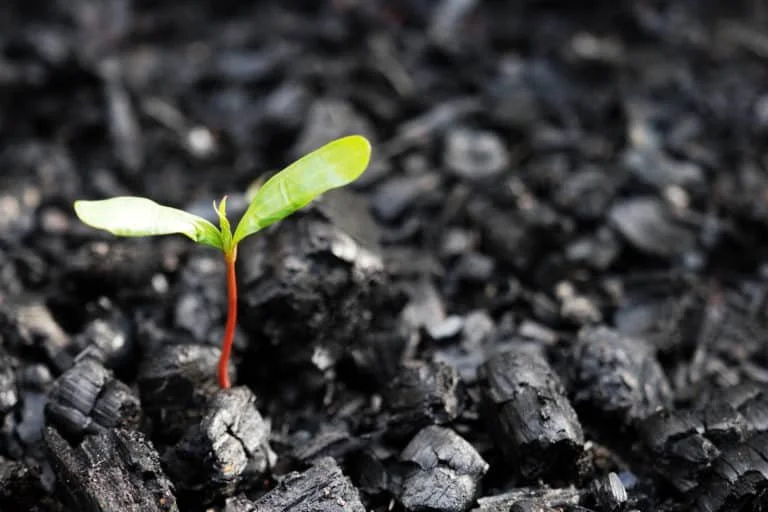Finding Strength After Trauma: Post-Traumatic Growth — Hamilton ...