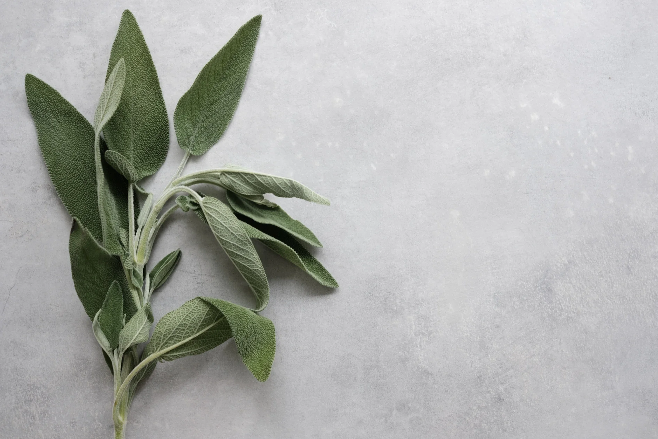 Spotlight on Sage as a Natural Remedy for Menopause — PHASES clinic