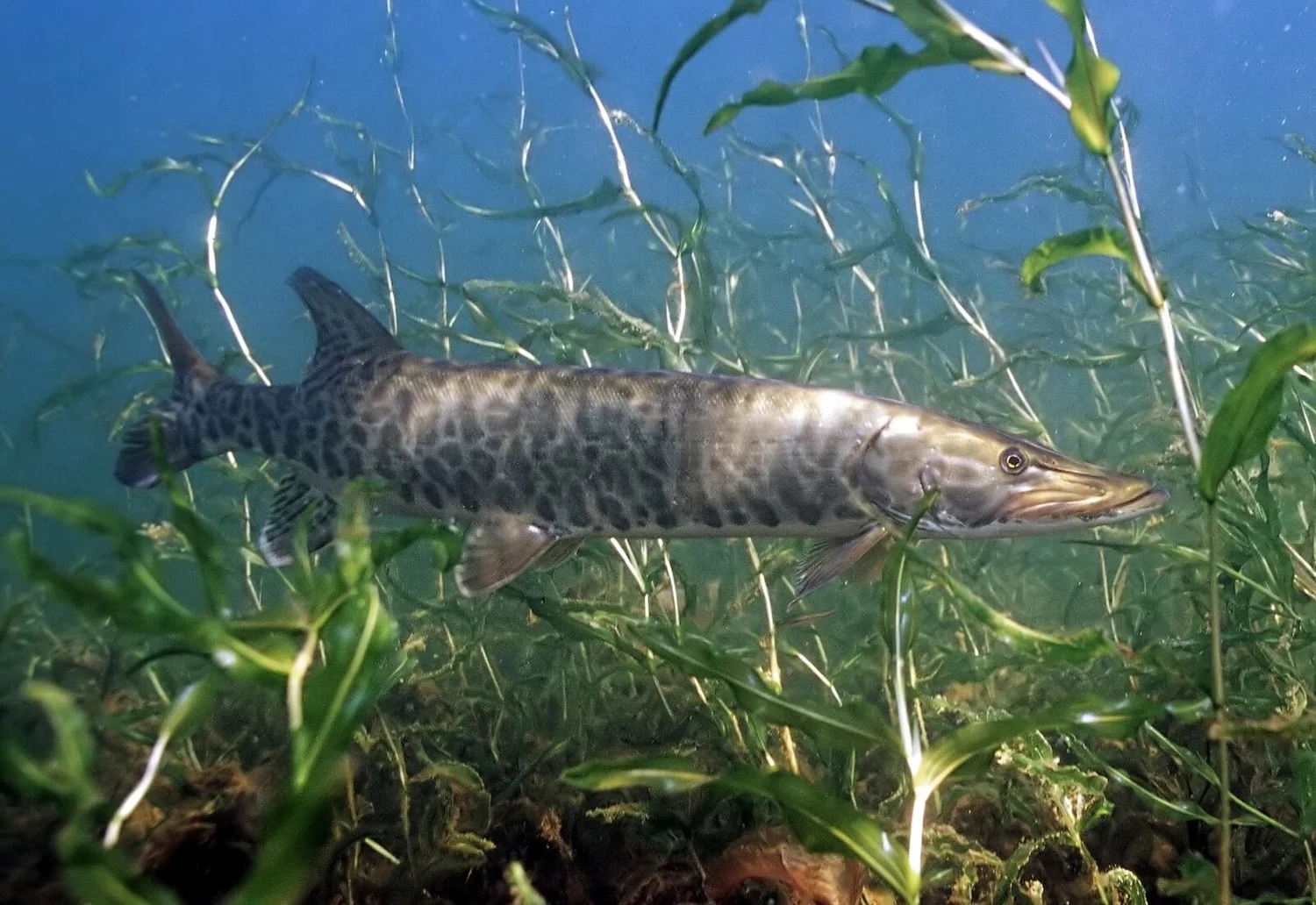 Fishing in Hayward, WI | Northwoods Lake & River Adventures — Hayward ...
