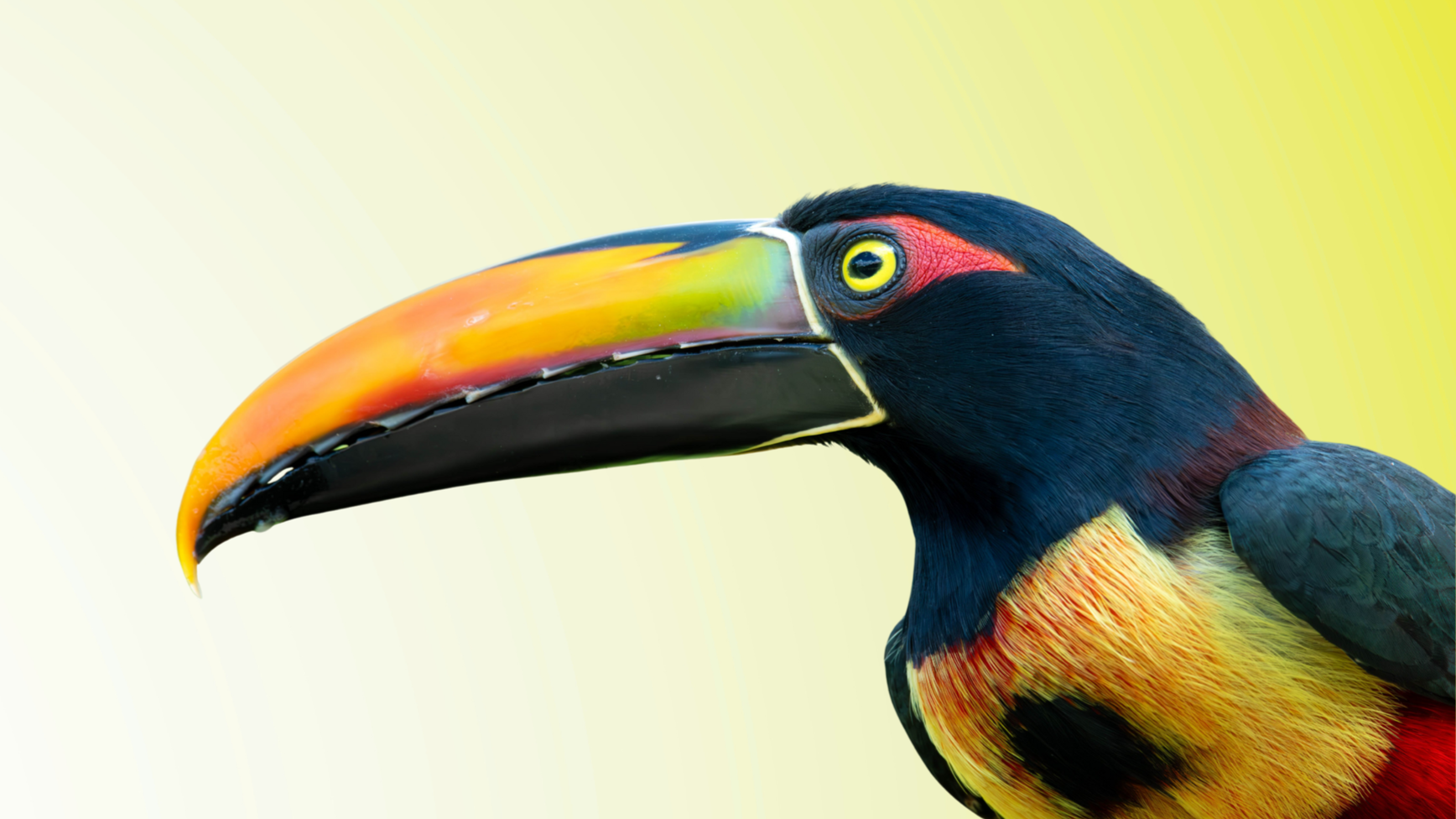 Birding with Rick | Small Group Birding Tours with NBC's Destination X ...