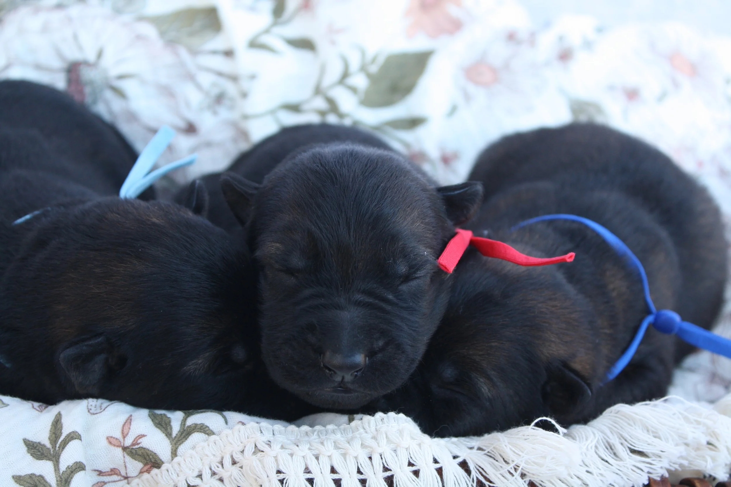 Puppy Application — Ridgeline Shepherds