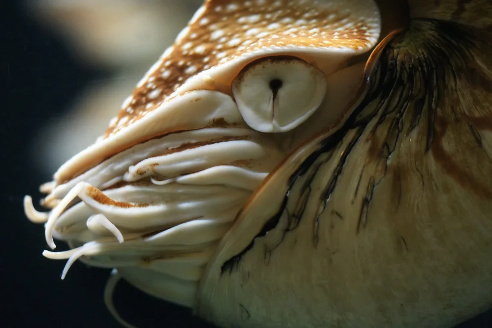 Cool critter of the month: the chambered nautilus (Nautilus pompilius)