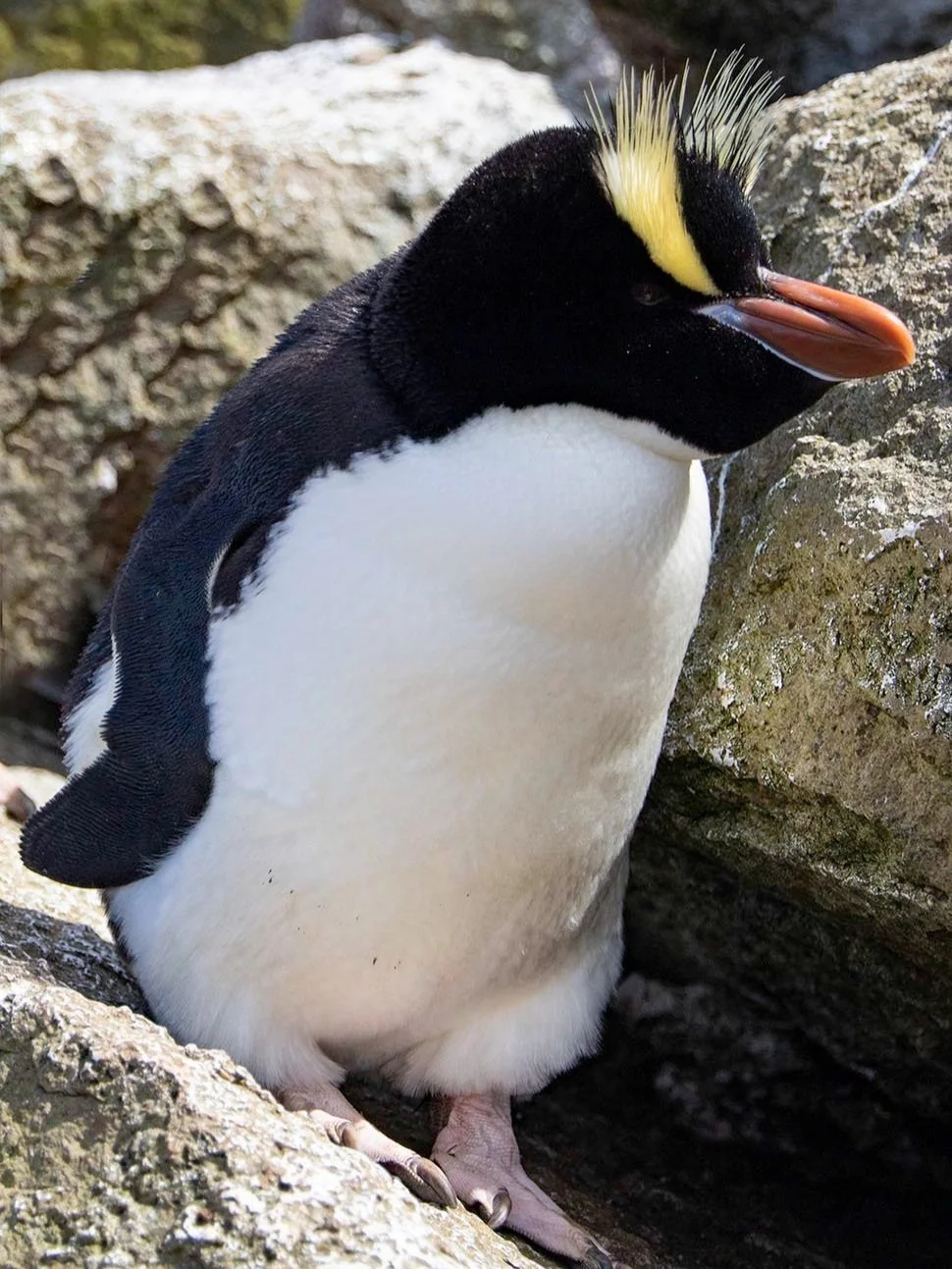 Crested penguins looking peng-tastic for World Penguin Day