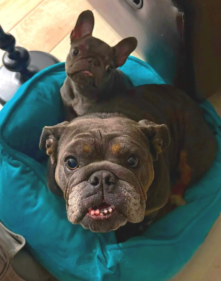 Space Coast Frenchie Rescue | Support Rescue Efforts Today