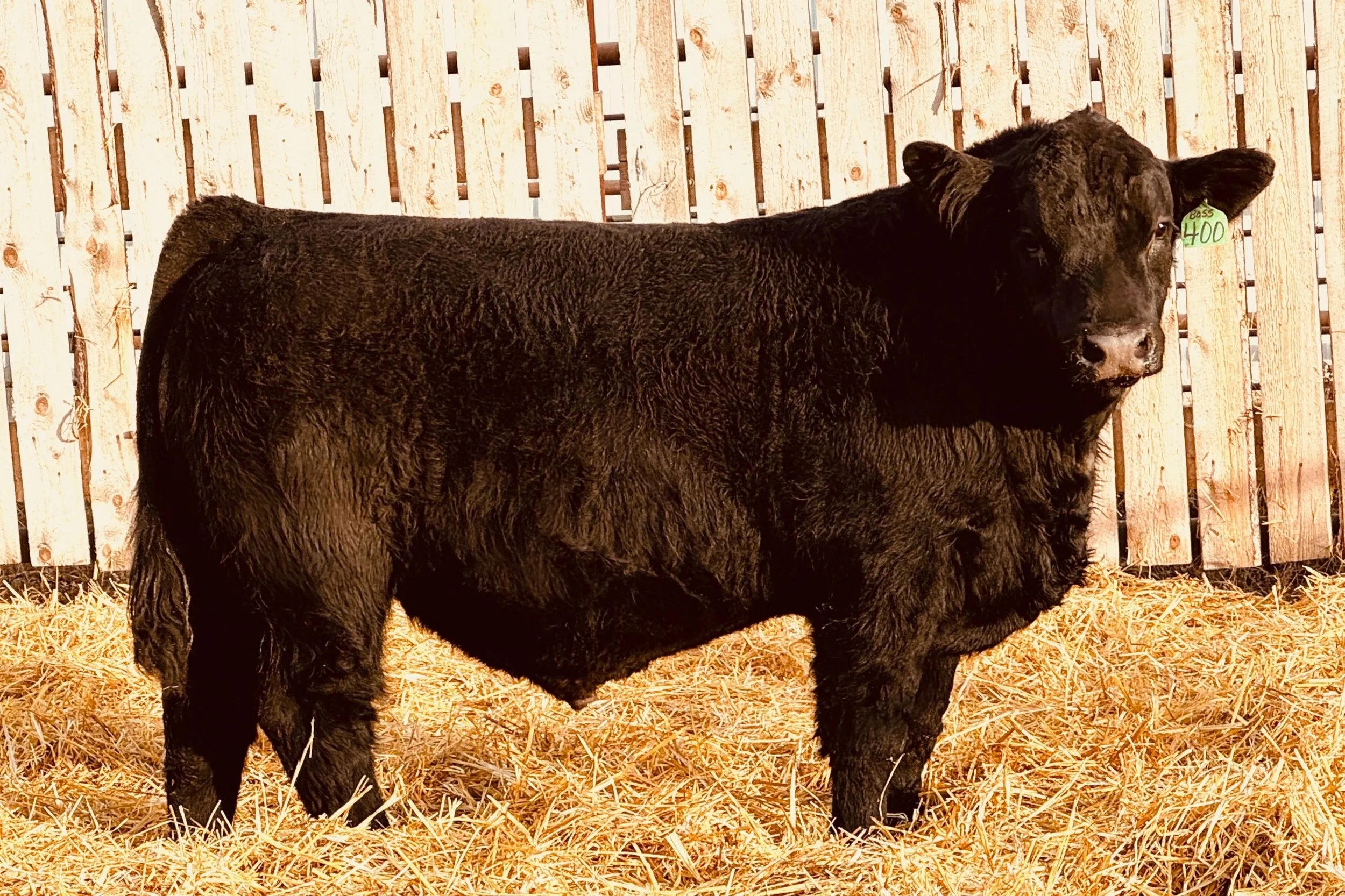 Black Simmental — Lazy S Ranch