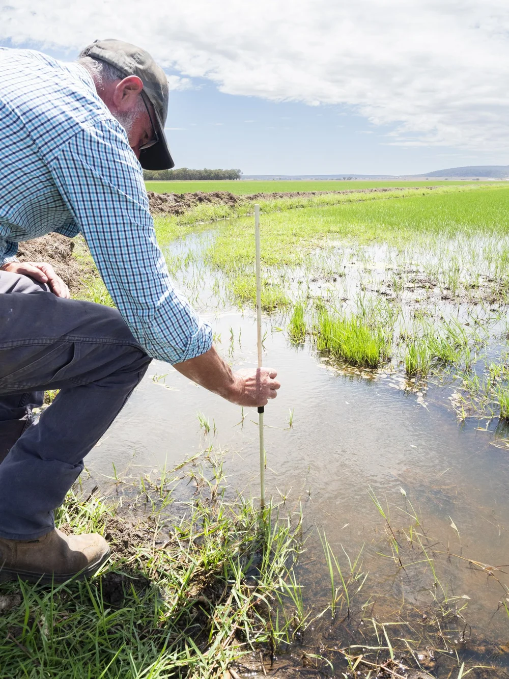 Rice and Water | Enhance Water Efficiency Today — Ricegrowers ...