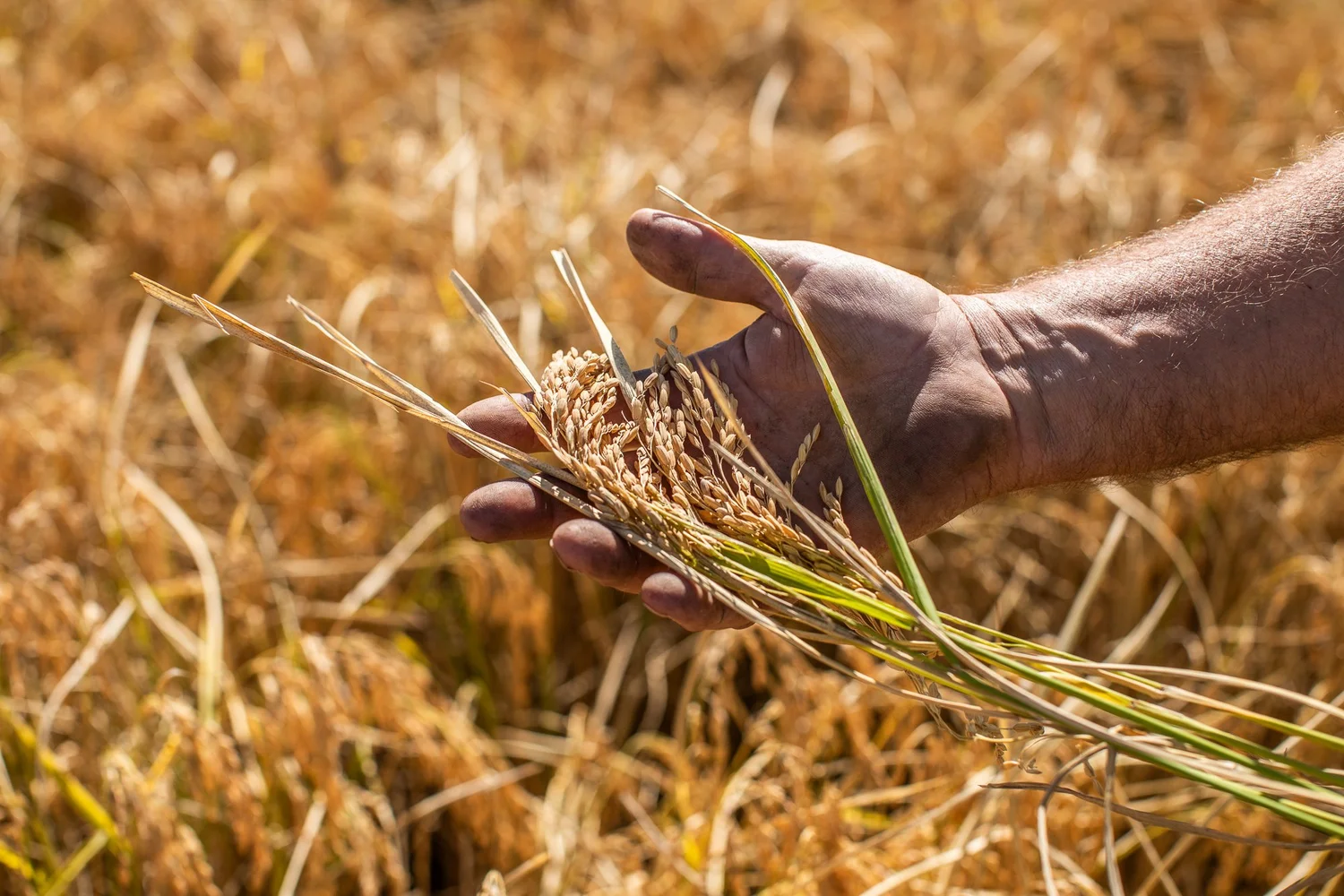 Where is Rice Grown? | Explore Rice Growing Locations Today ...