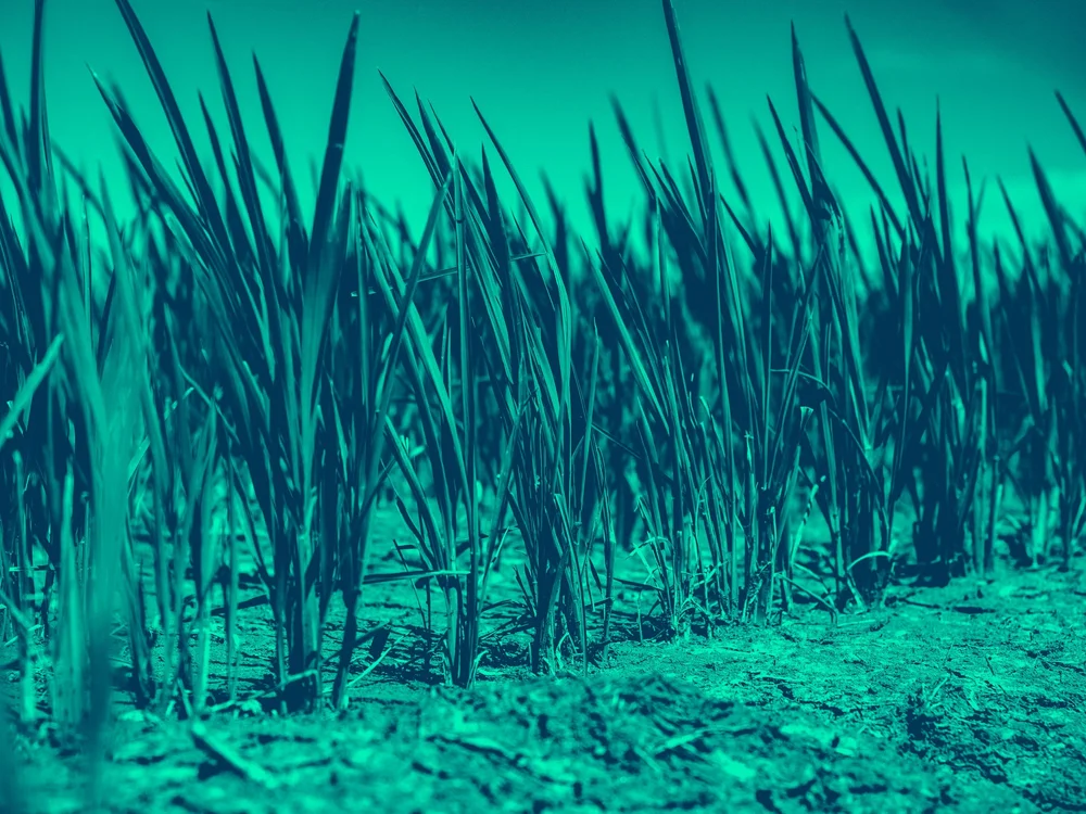 Ricegrowers' Association of Australia Inc | Support Australian Rice ...