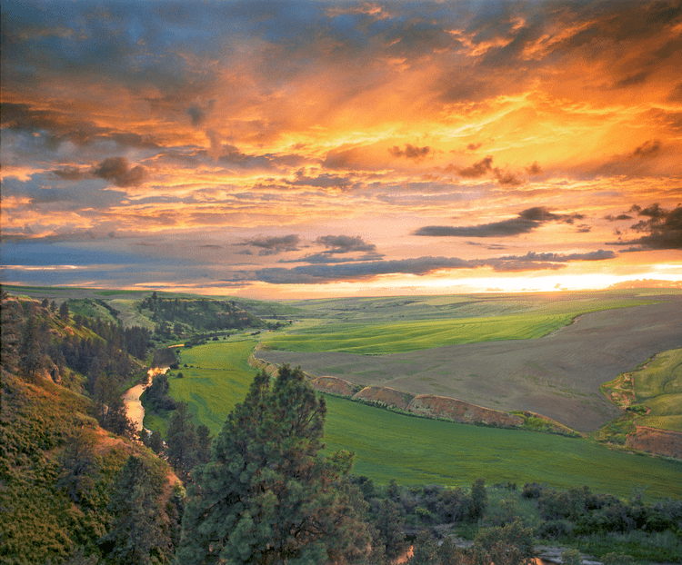 About Palouse Heritage | Regeneratively Grown Heritage Grains from ...