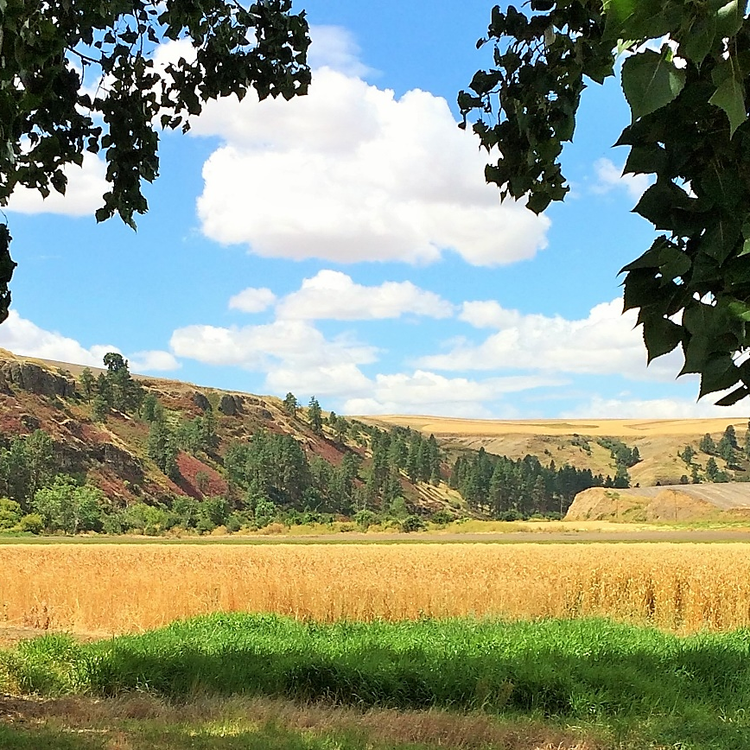 About Palouse Heritage | Regeneratively Grown Heritage Grains from ...