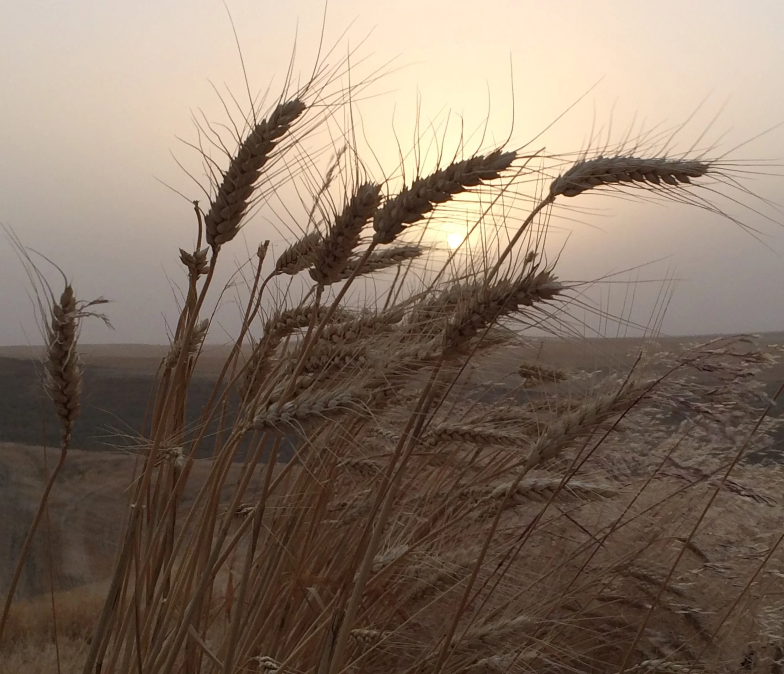 About Palouse Heritage | Regeneratively Grown Heritage Grains from ...