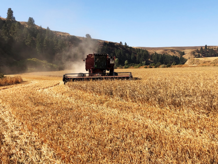 About Palouse Heritage | Regeneratively Grown Heritage Grains from ...