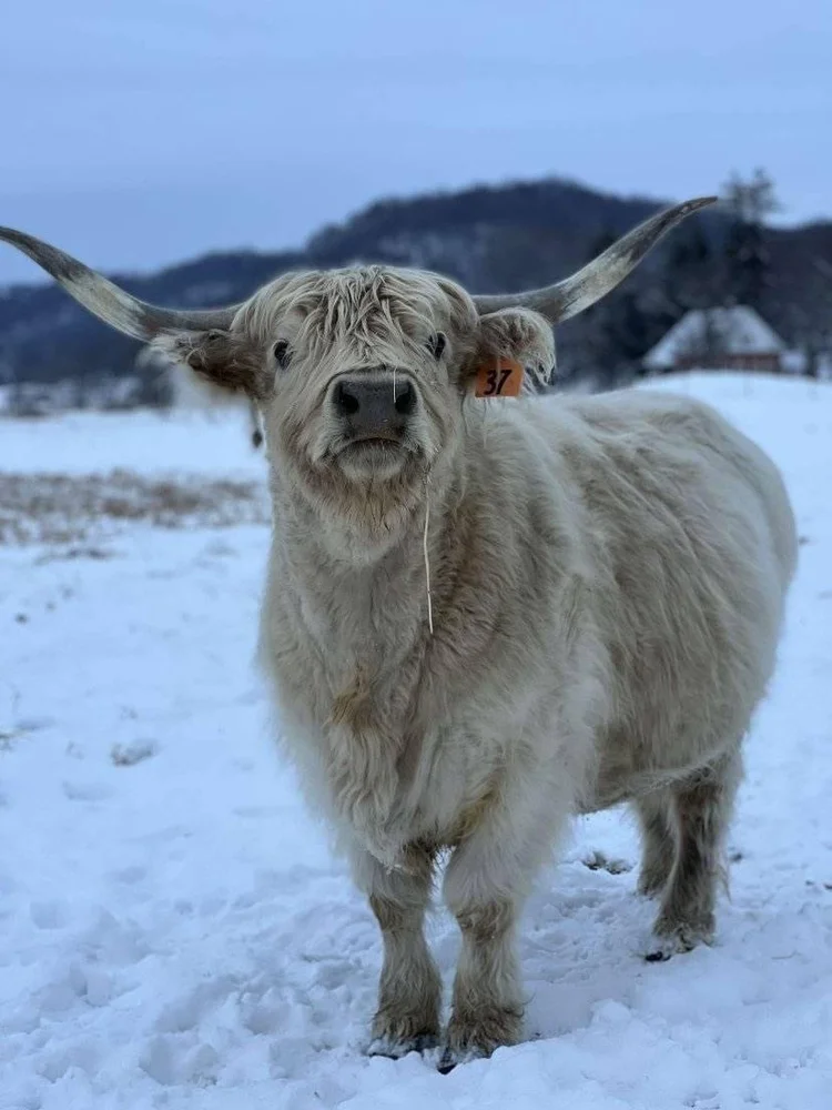 Tiny Acres Farm | Explore Event Animals Today