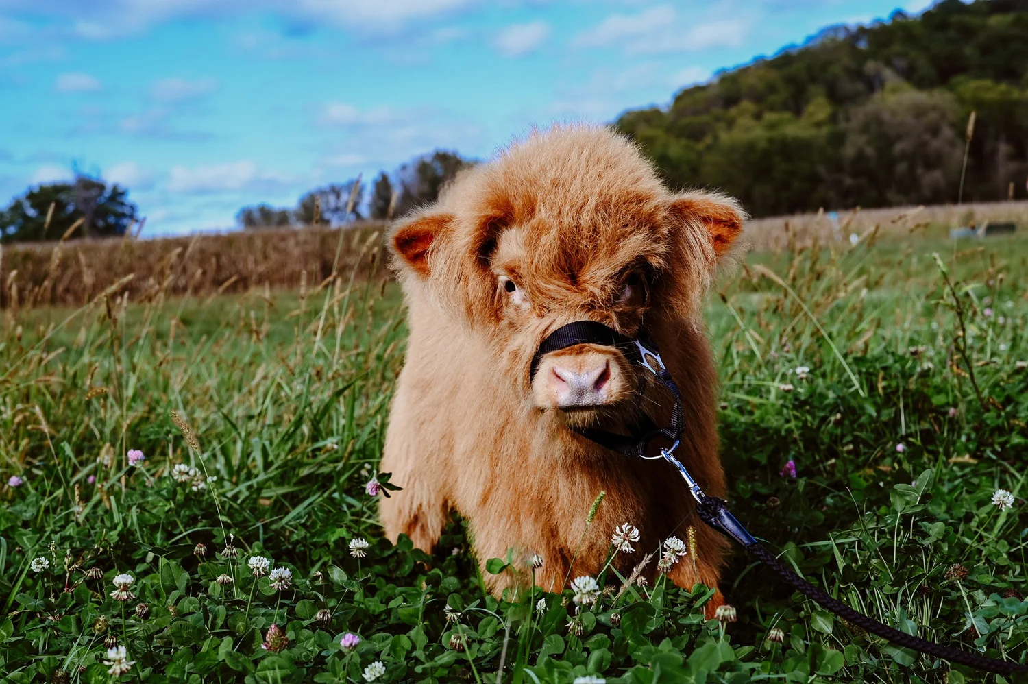 Tiny Acres Farm | Explore Event Animals Today