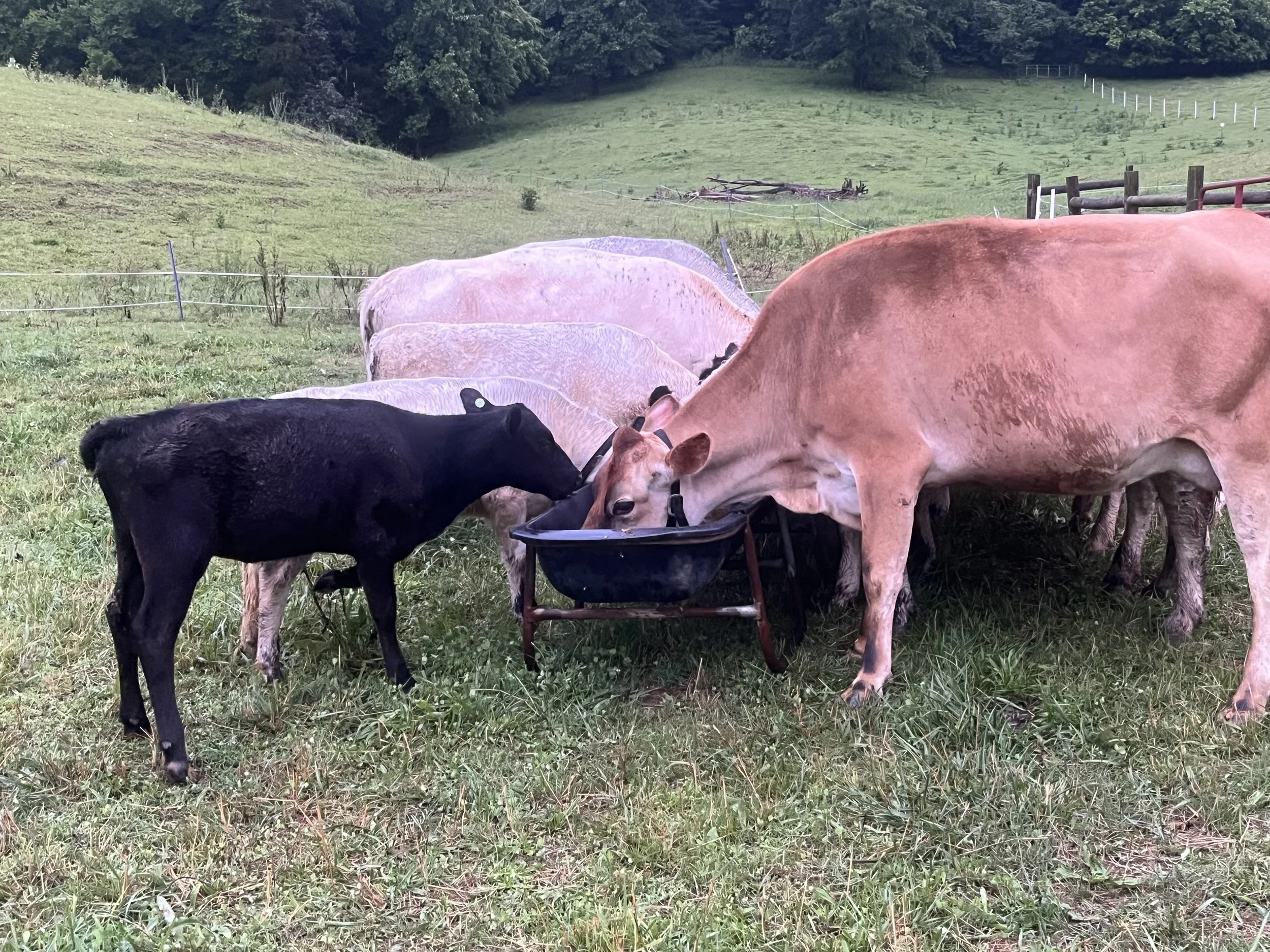 Lucky Paws Farm | High-Quality Beef | Dairy | Eggs | Seasonal Items ...