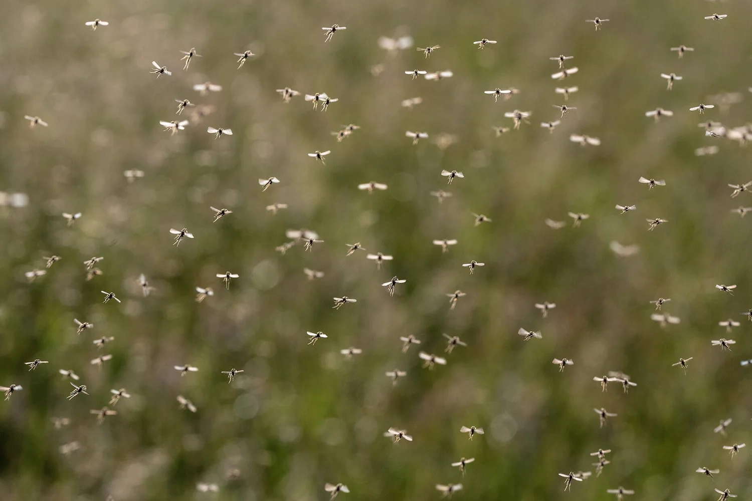 what you need to know about midges! — VISITING SCOTLAND