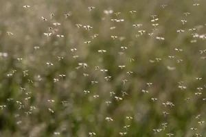 what you need to know about midges! — VISITING SCOTLAND