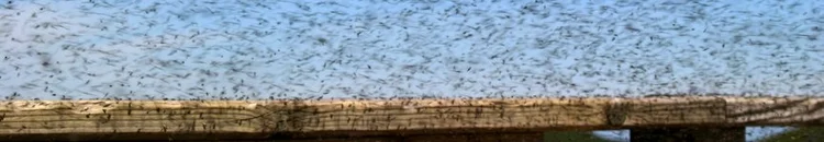 what you need to know about midges! — VISITING SCOTLAND