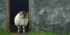 Scottish Clans and Families — VISITING SCOTLAND