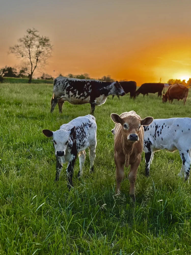Falling Sun Ranch | Rotationally-Grazed, Grass-Fed Beef | Pasture ...