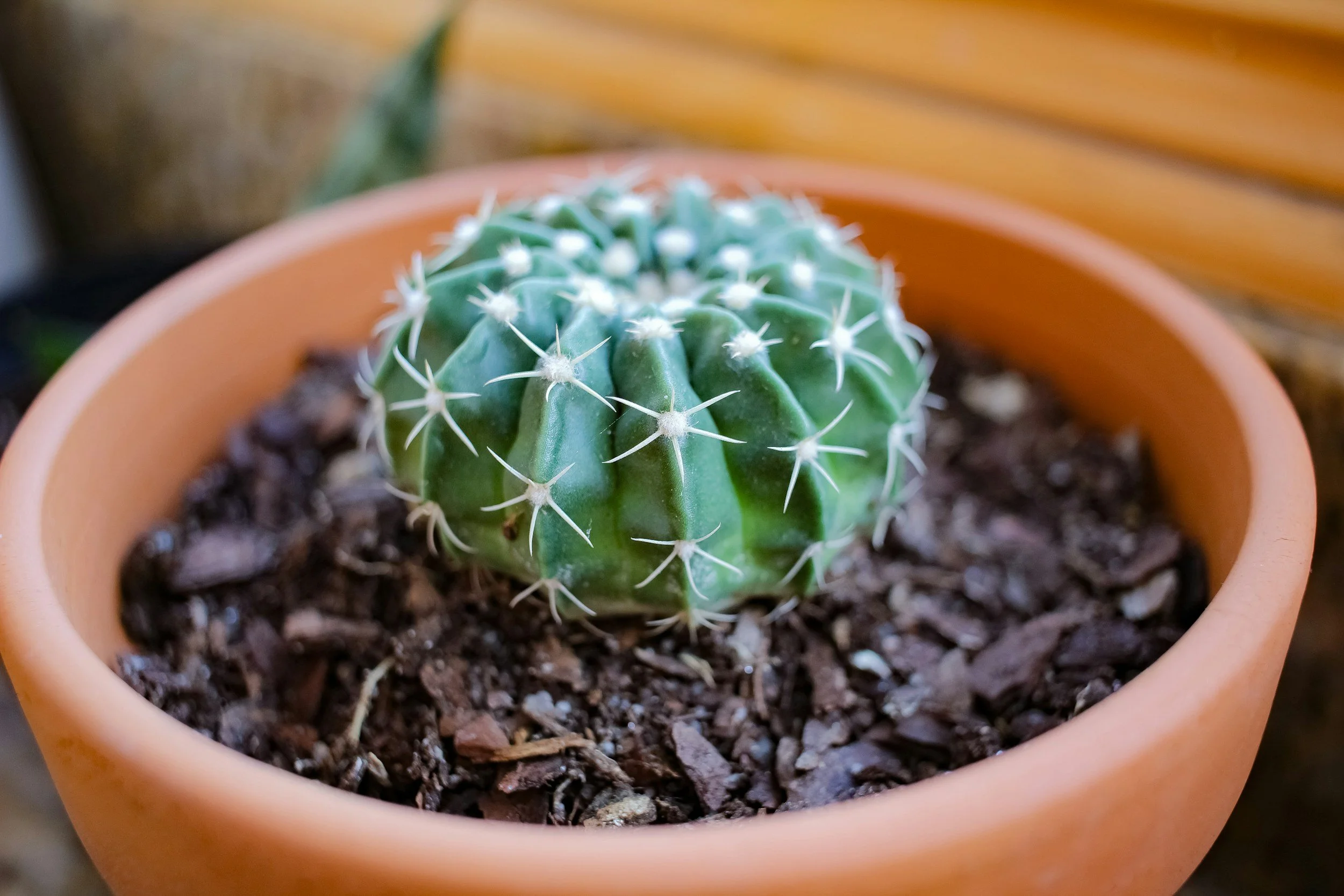 Cactus Care for Beginners | Complete Cactus Care Guide — CACTI ...