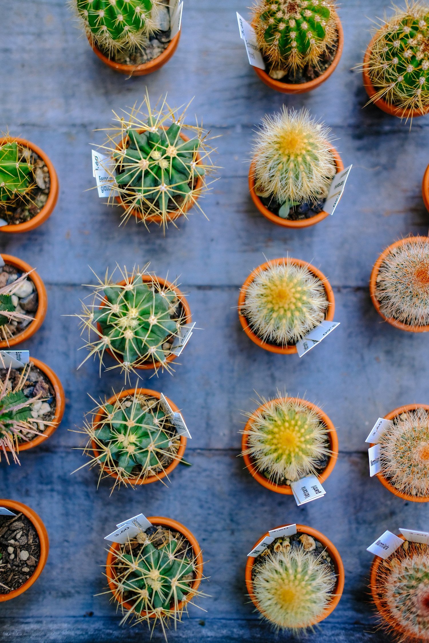 Cactus Care for Beginners | Complete Cactus Care Guide — CACTI ...
