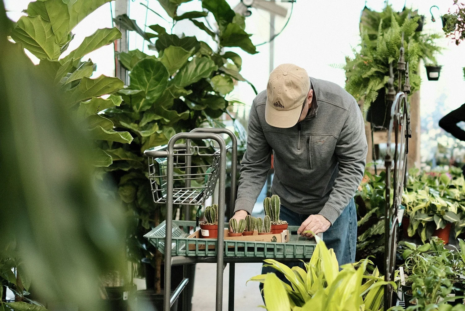 Cactus Care for Beginners | Complete Cactus Care Guide — CACTI ...